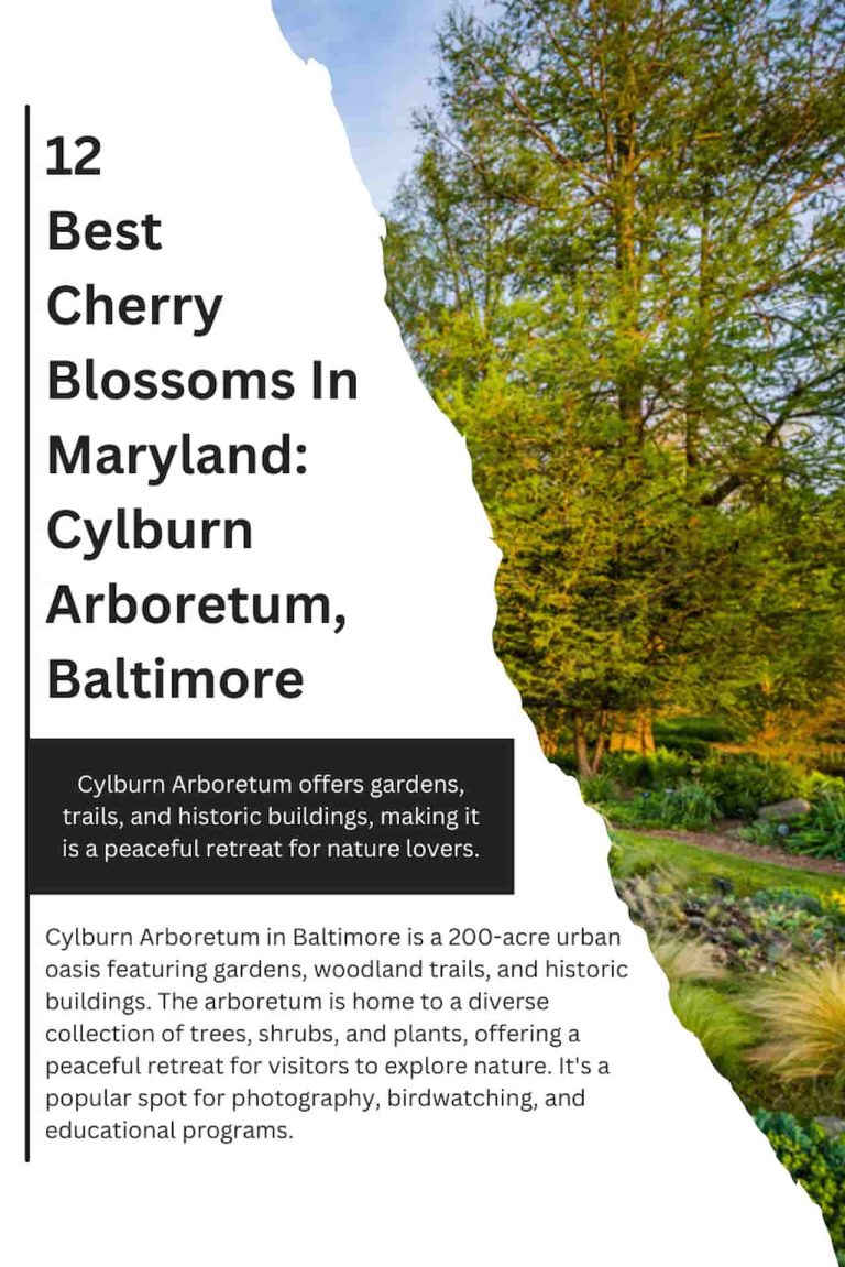 12 Best Places To See Cherry Blossoms In Maryland - Travel Halfway